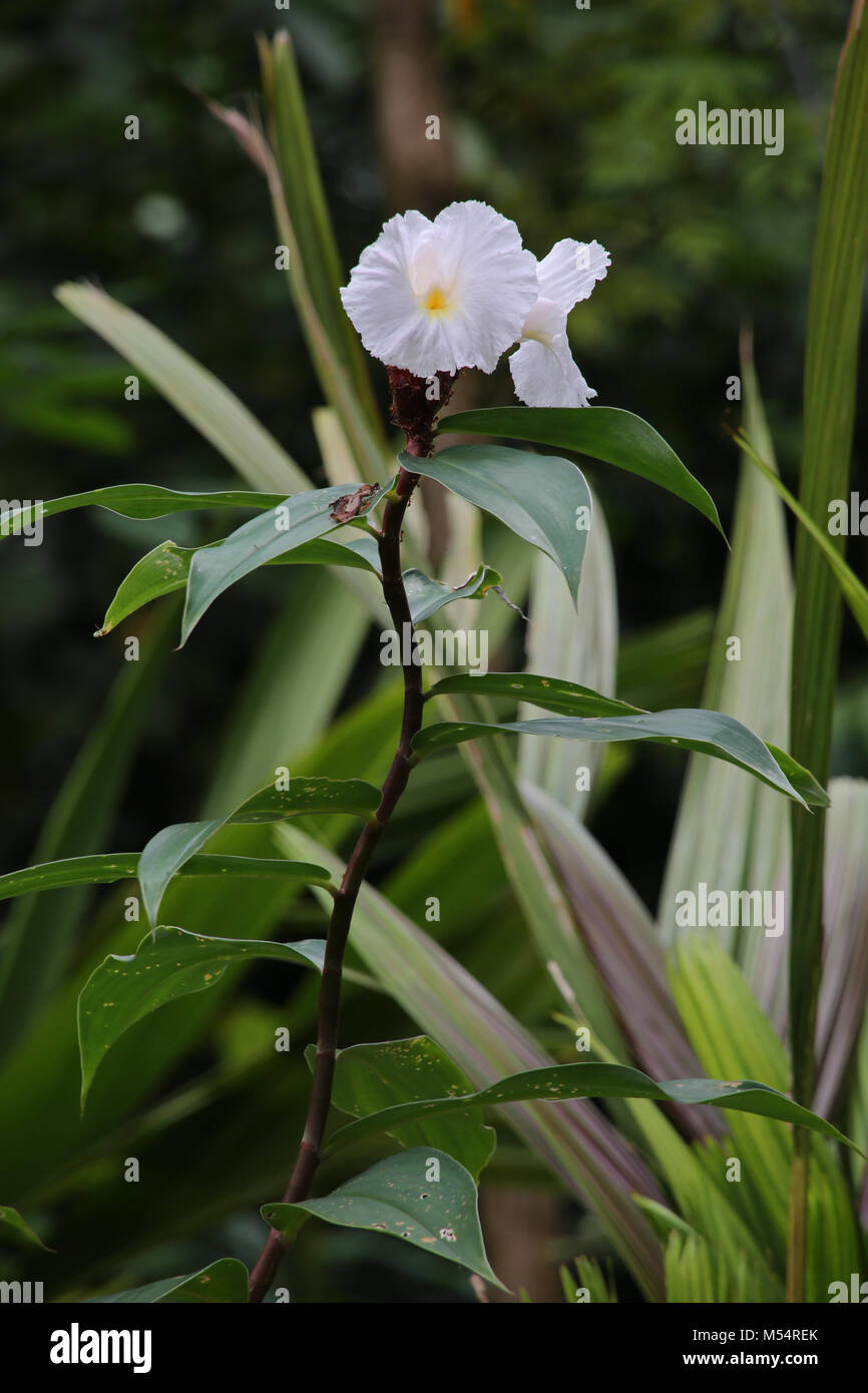 Crepe ginger cheilocostus speciosus hi-res stock photography and images ...