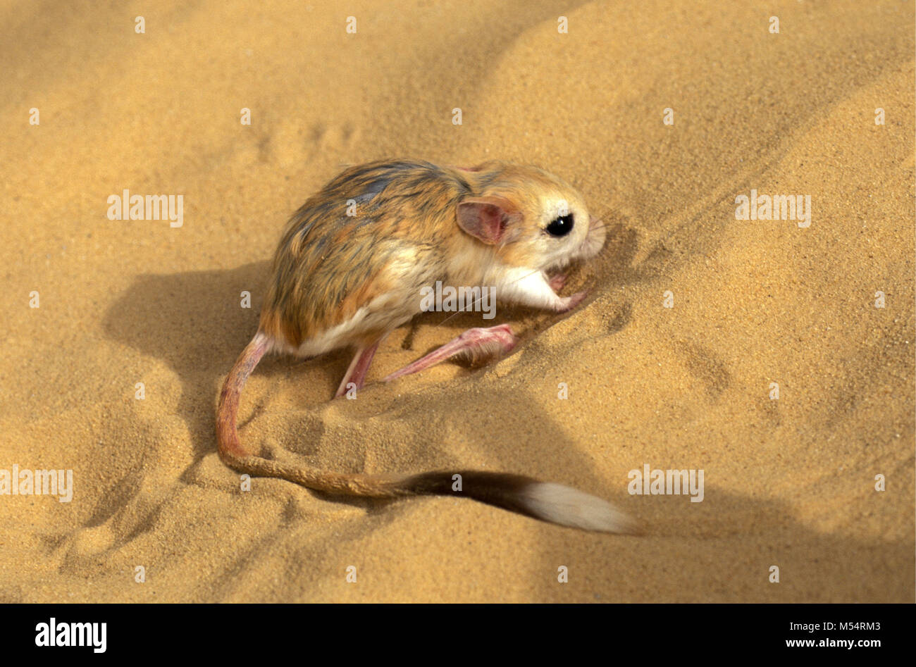 Algeria. Near Ouargla. The Eastern Sand Sea. Grand Erg Oriental. Sahara ...