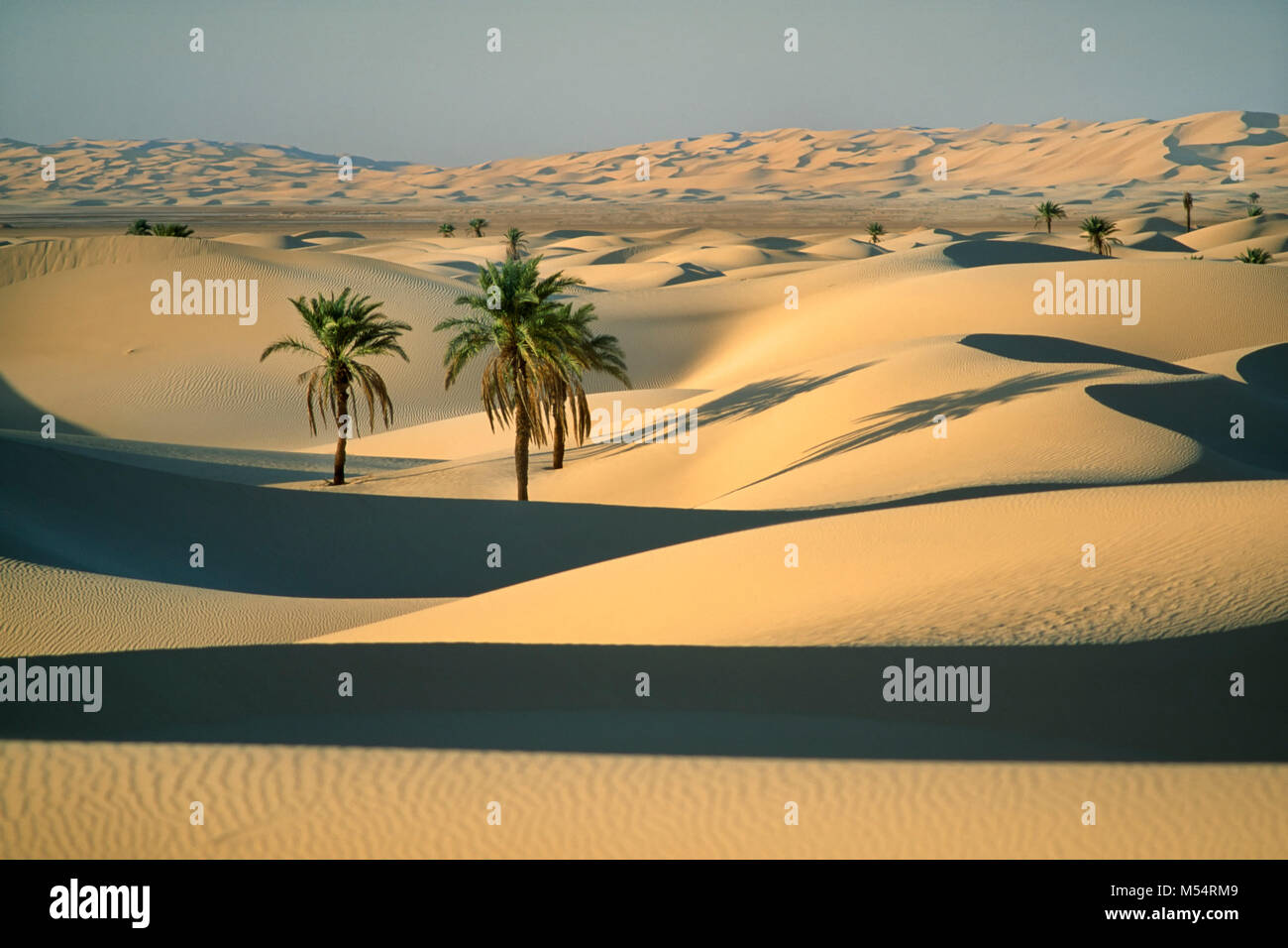 Ouargla algeria palm hi-res stock photography and images - Alamy