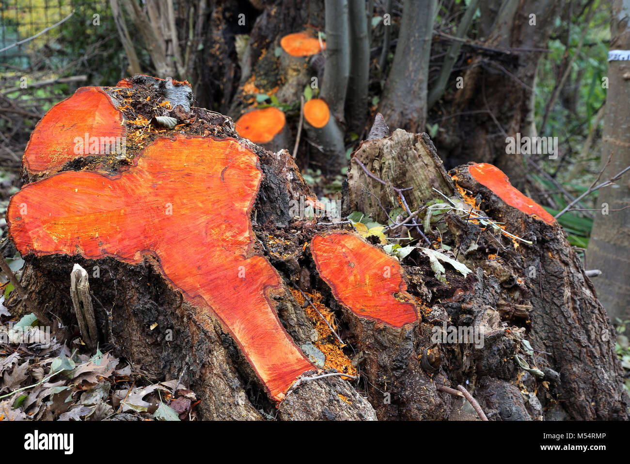 Tree stumps of alder, which faded orange after logging Stock Photo - Alamy