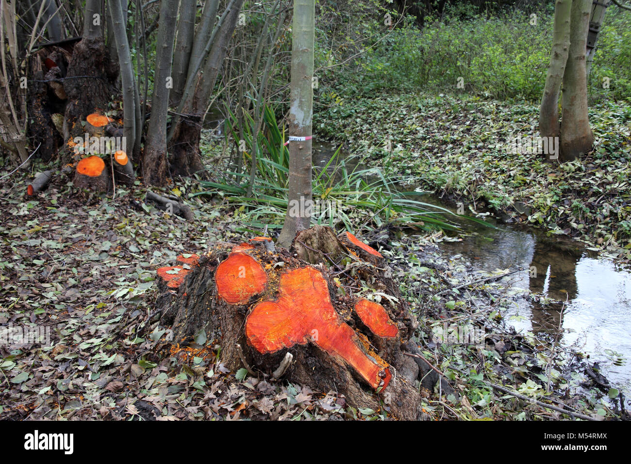 Tree stumps of alder, which faded orange after logging Stock Photo - Alamy