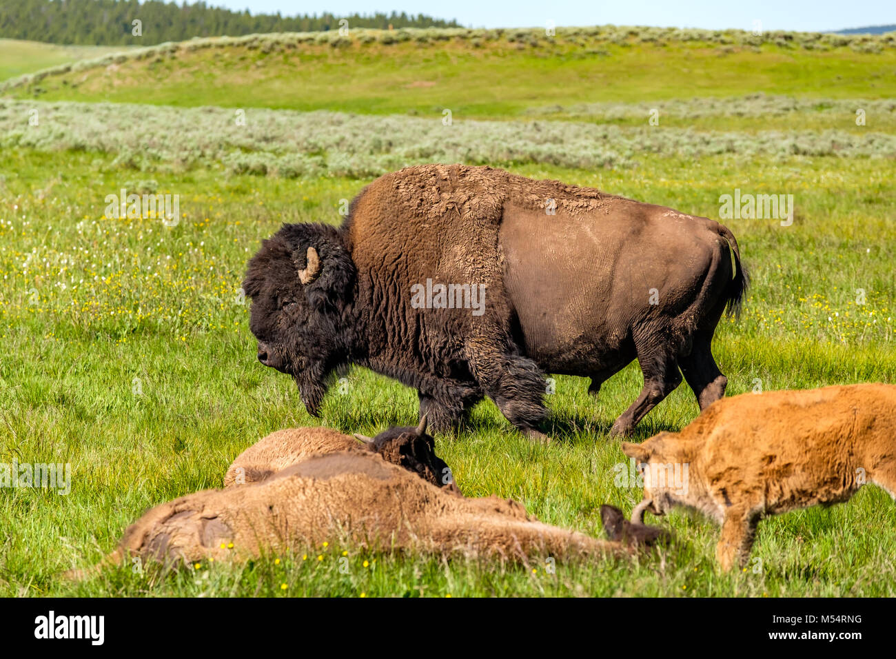 American bison family in Yellowstone Stock Photo - Alamy