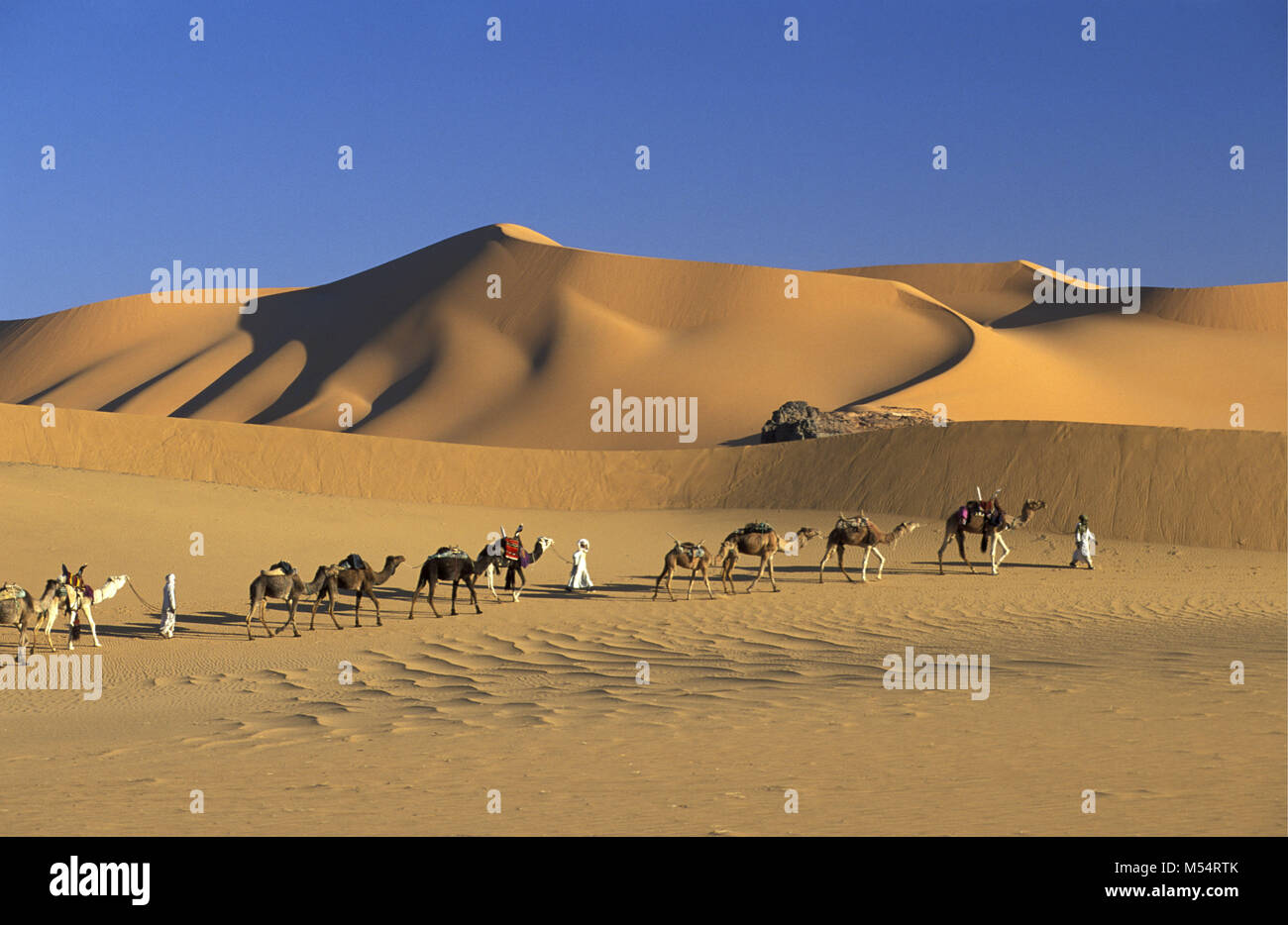 Algeria. Near Djanet. Sahara desert. Men of Tuareg tribe and camel ...