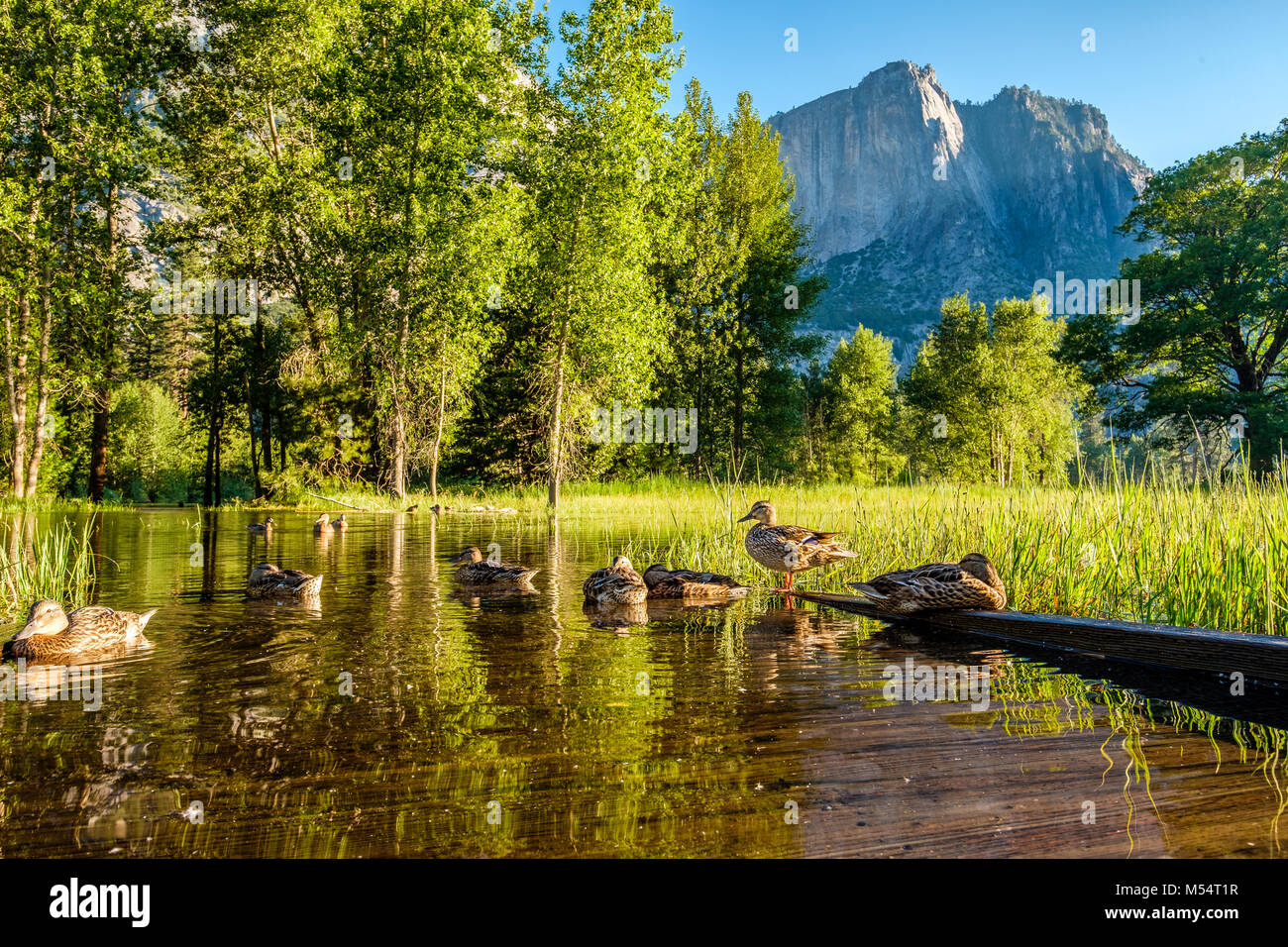 Meadow with flooded boardwalk in Yosemite Stock Photo - Alamy
