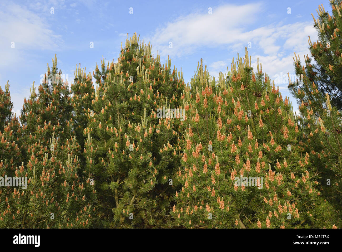 Pinaceae hi-res stock photography and images - Alamy