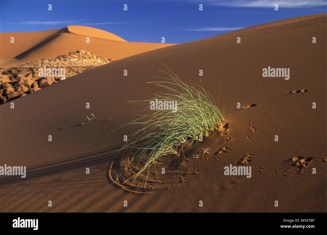 Grass plant desert sahara hi-res stock photography and images - Alamy