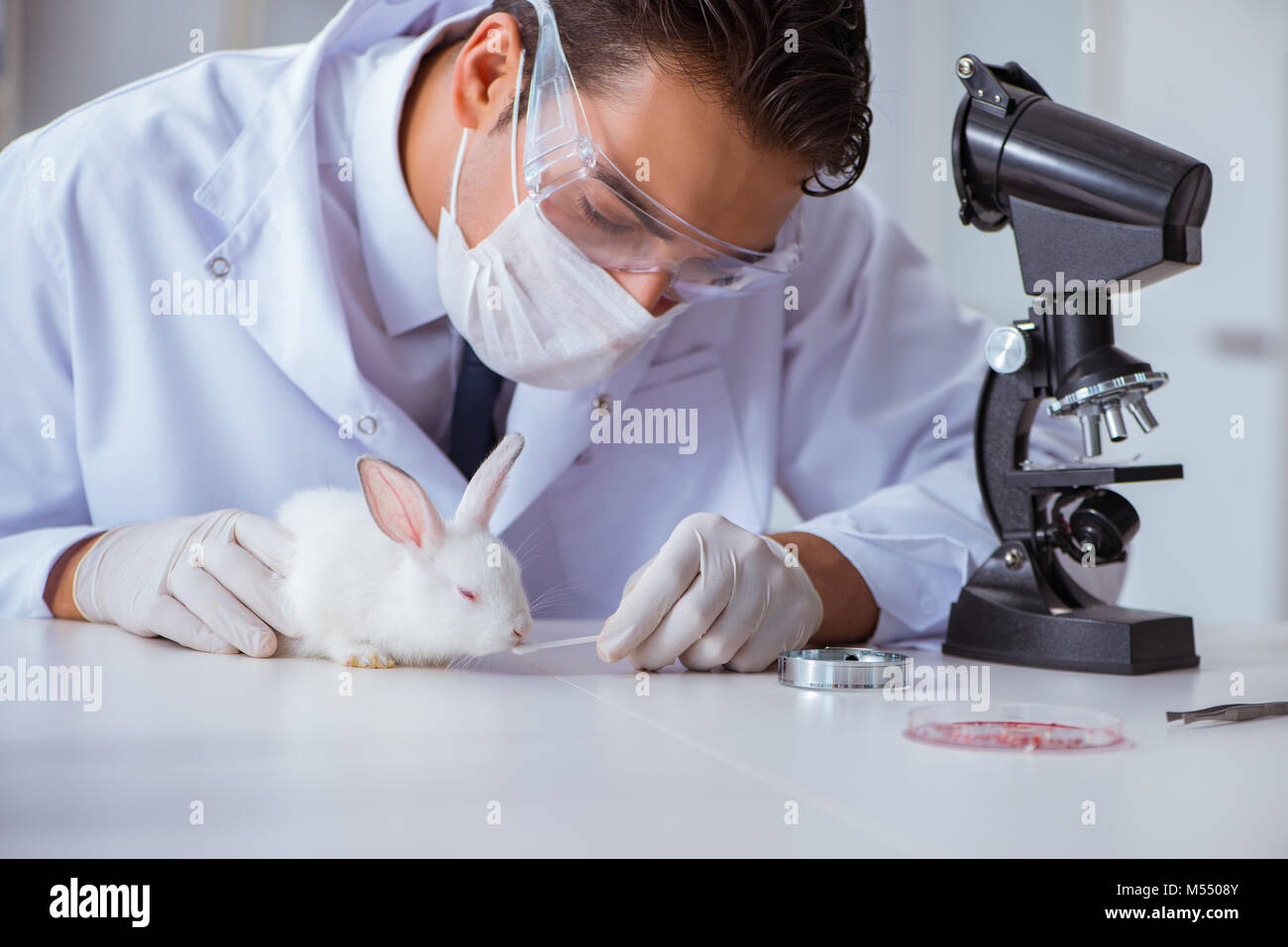 The vet doctor examining rabbit in pet hospital Stock Photo - Alamy