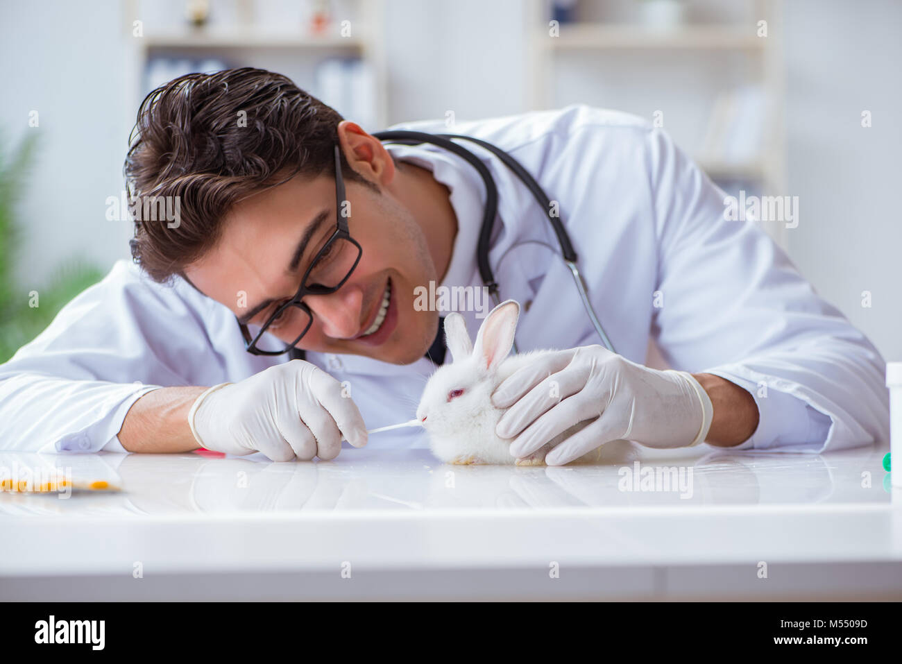 The vet doctor examining rabbit in pet hospital Stock Photo - Alamy