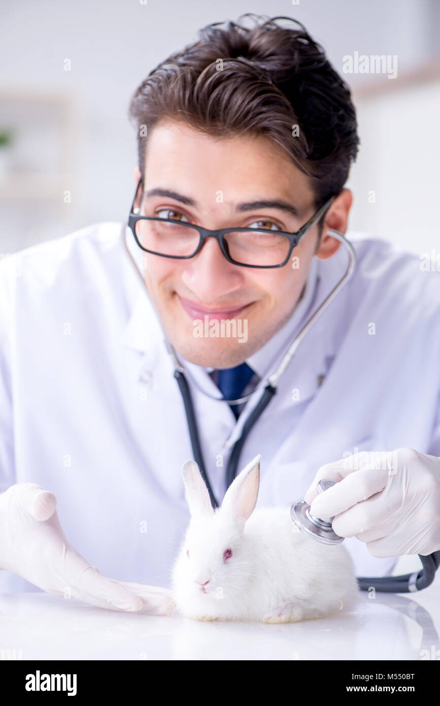 The vet doctor examining rabbit in pet hospital Stock Photo - Alamy
