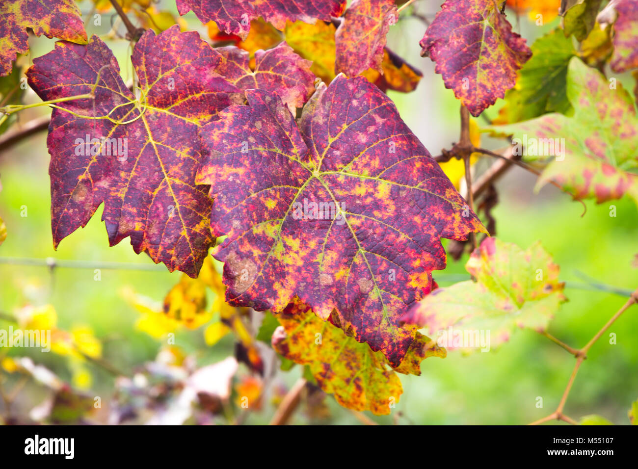 Grape leaf close up in autumn Stock Photo - Alamy