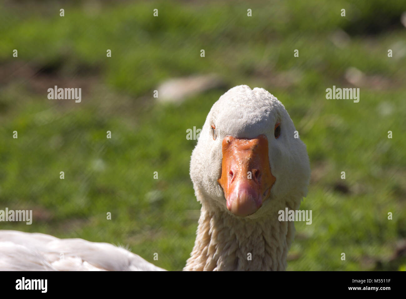 closeup of a white goose with orange beak at Lofoten islands in Norway ...