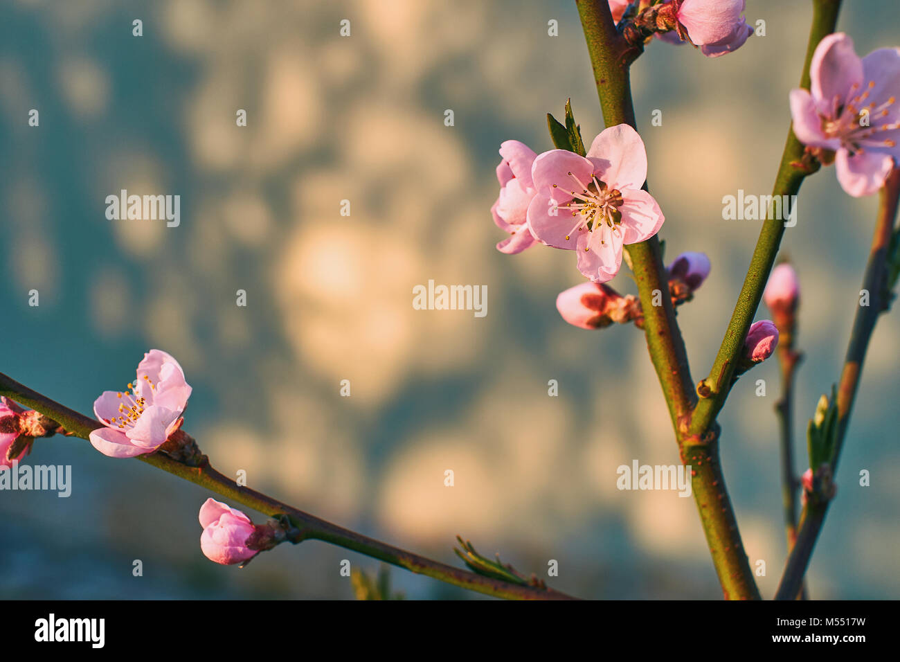 Beautiful tender pink apricot flowers on a spring tree at sunset Stock ...