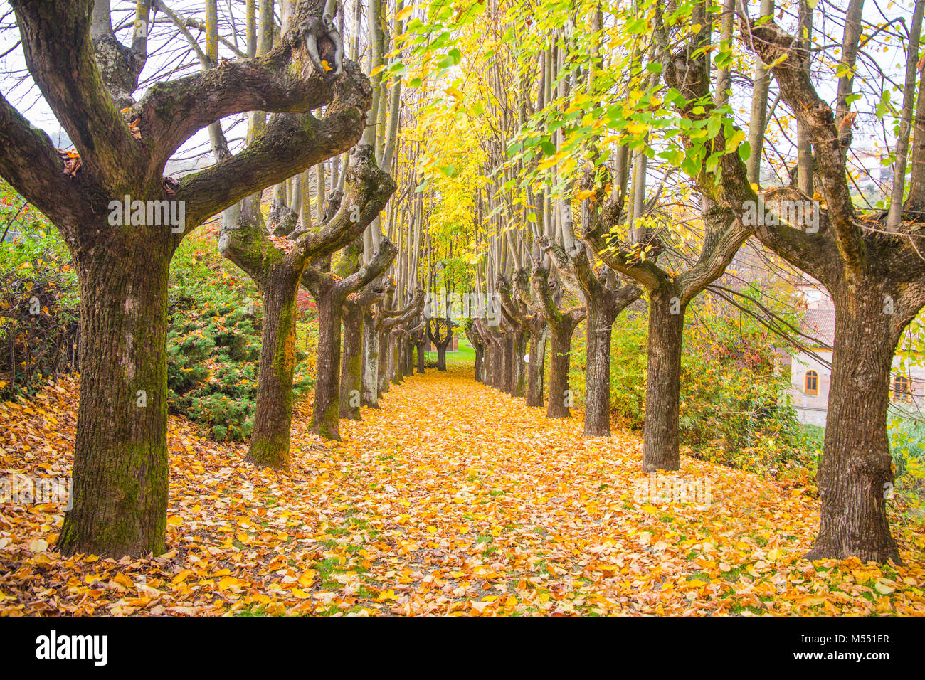Elm trees in autumn leaves hi-res stock photography and images - Alamy