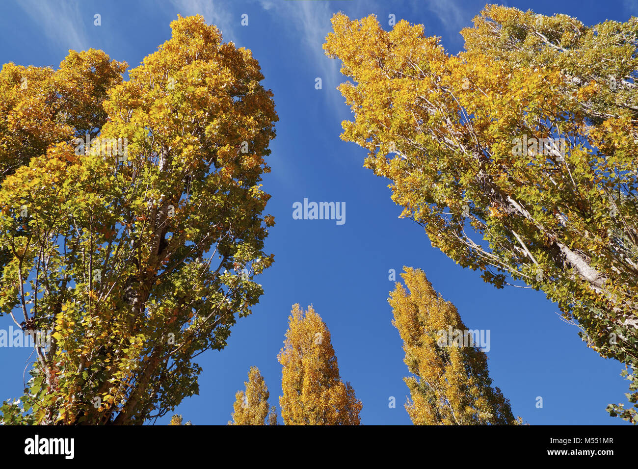the golden tones of black poplar leaves in the fall Stock Photo - Alamy
