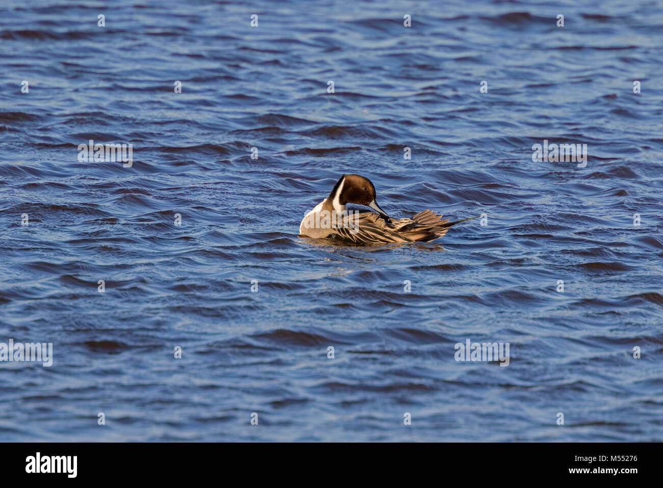 Pintail male preening hi-res stock photography and images - Alamy