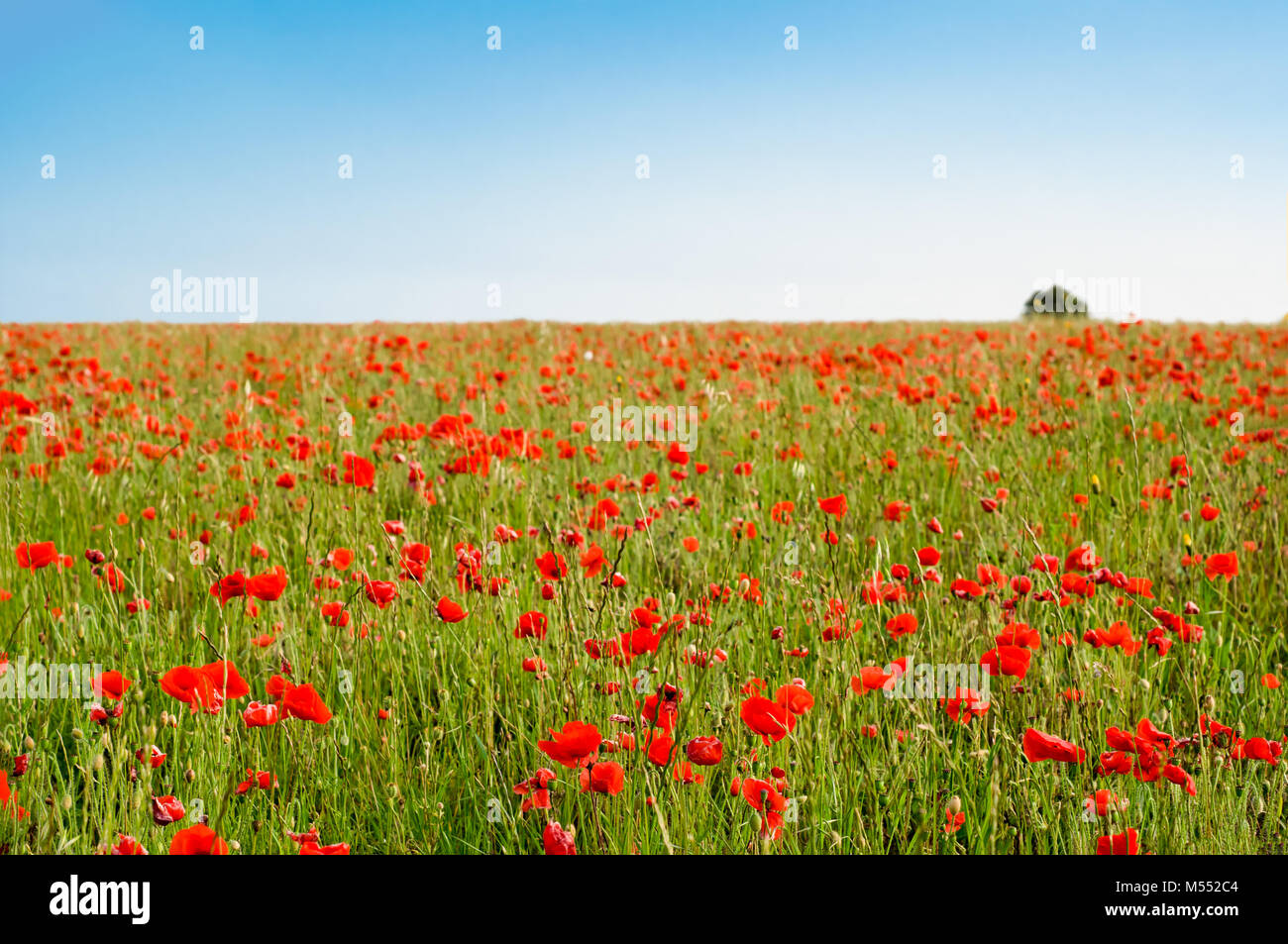 Wild poppy field on a Summer day in July with lone tree on horizon and ...