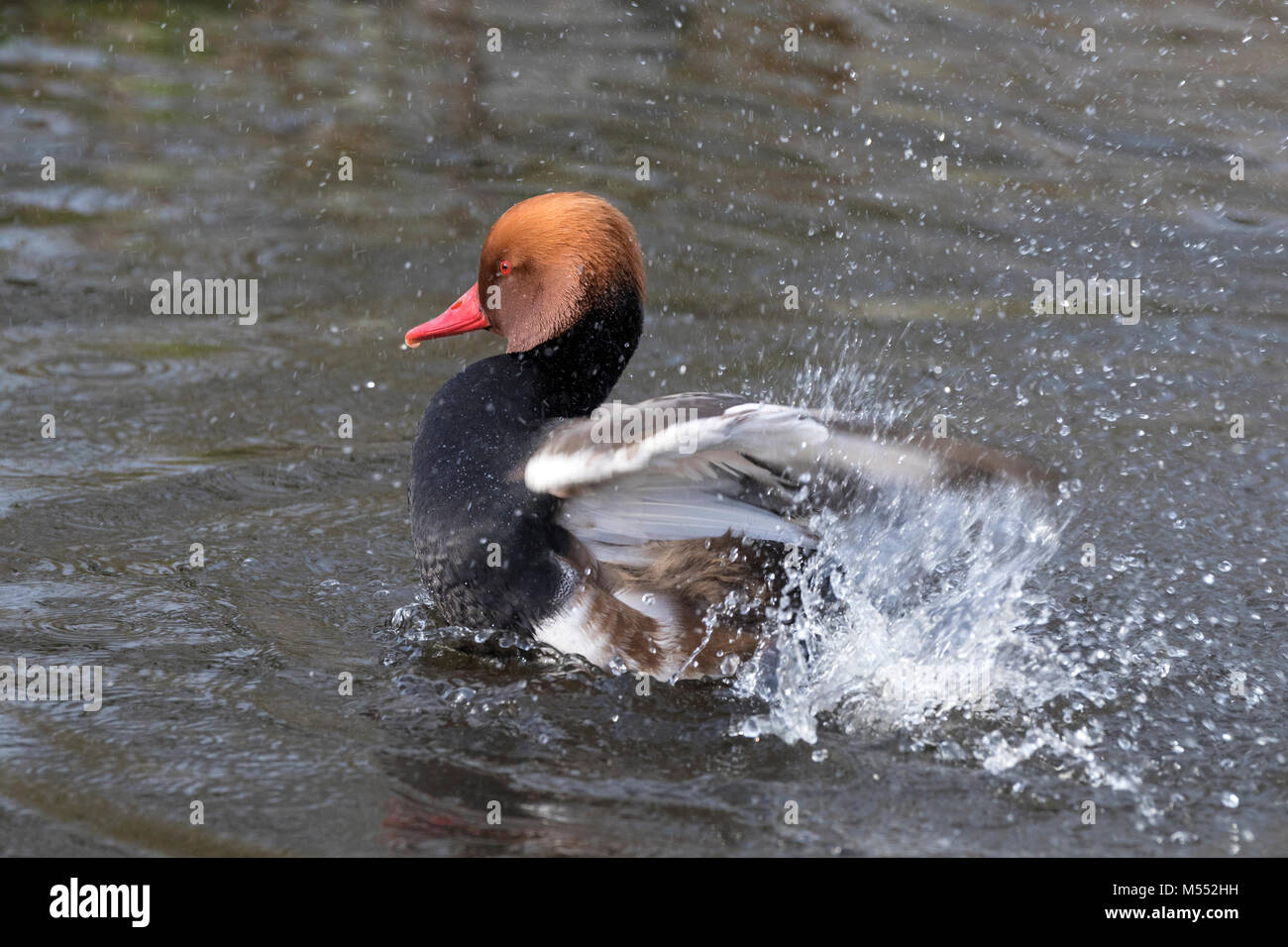 Pinioned hi-res stock photography and images - Alamy