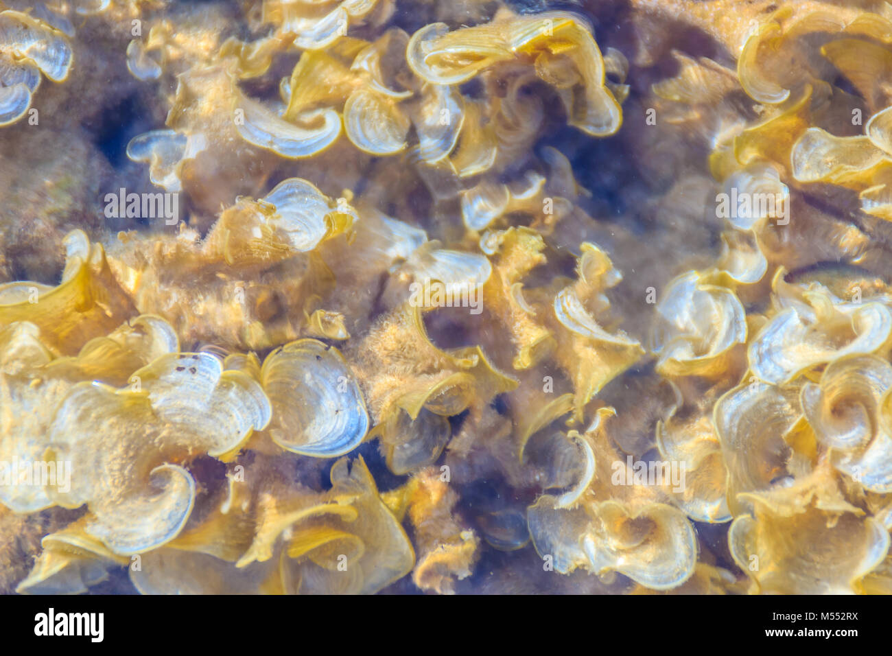 Padina australis Hauck or Padina pavonica brown algae in the shallow ...