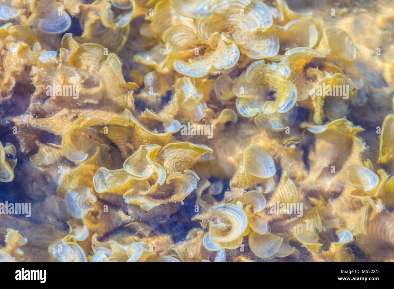 Padina australis Hauck or Padina pavonica brown algae in the shallow ...