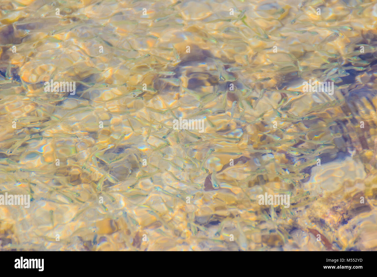 Beautiful Small Anchovy, or Stolephorus fishes in shallow sea water in ...