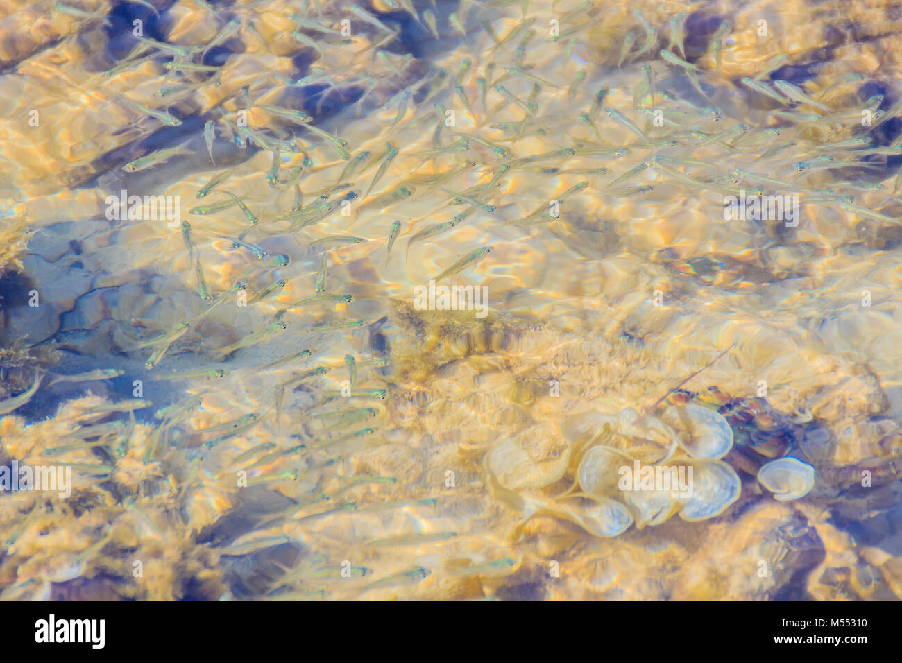 Beautiful Small Anchovy, or Stolephorus fishes in shallow sea water in ...