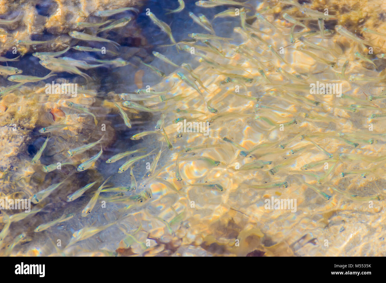Beautiful Small Anchovy, or Stolephorus fishes in shallow sea water in ...