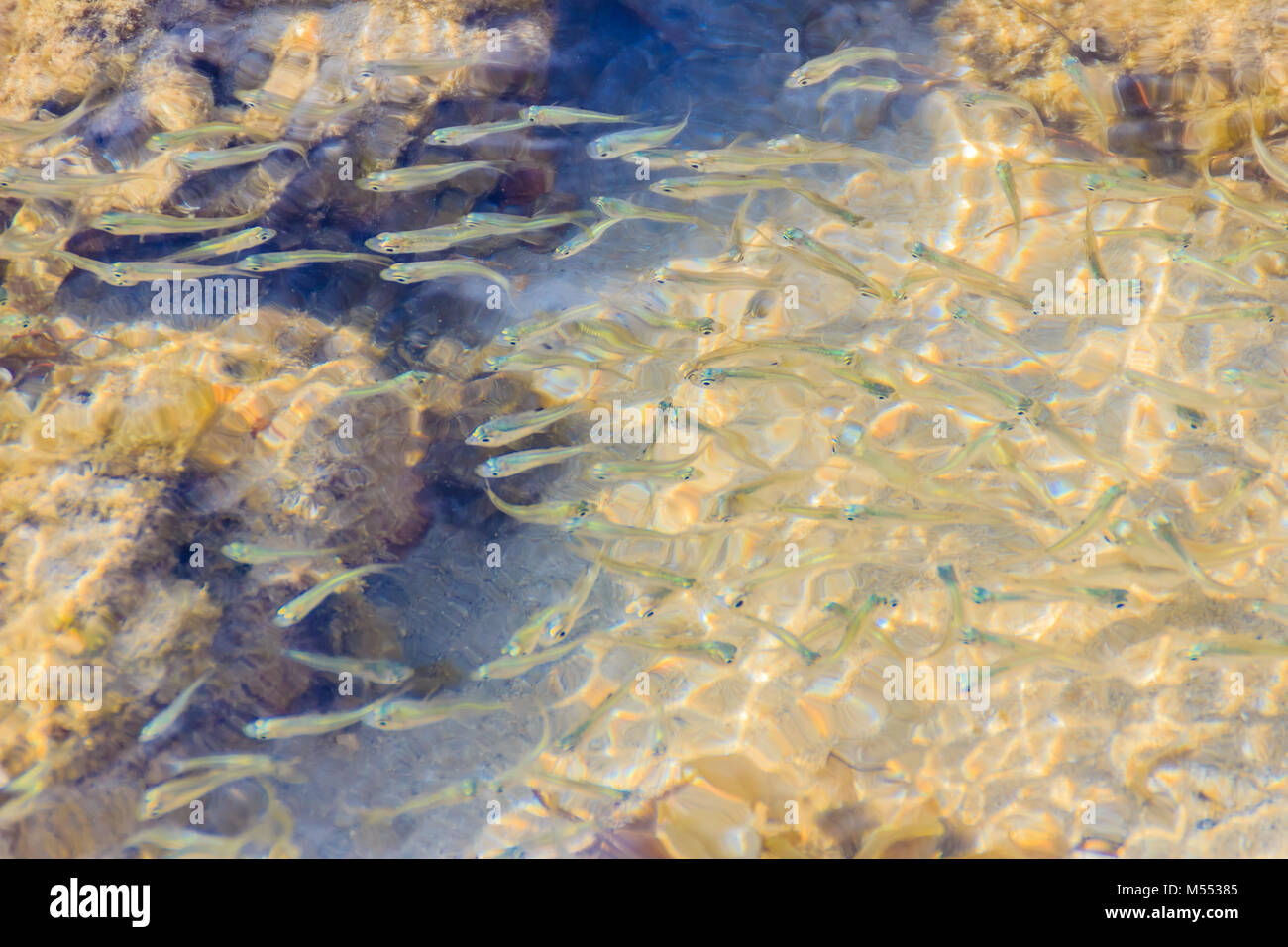 Beautiful Small Anchovy, or Stolephorus fishes in shallow sea water in ...
