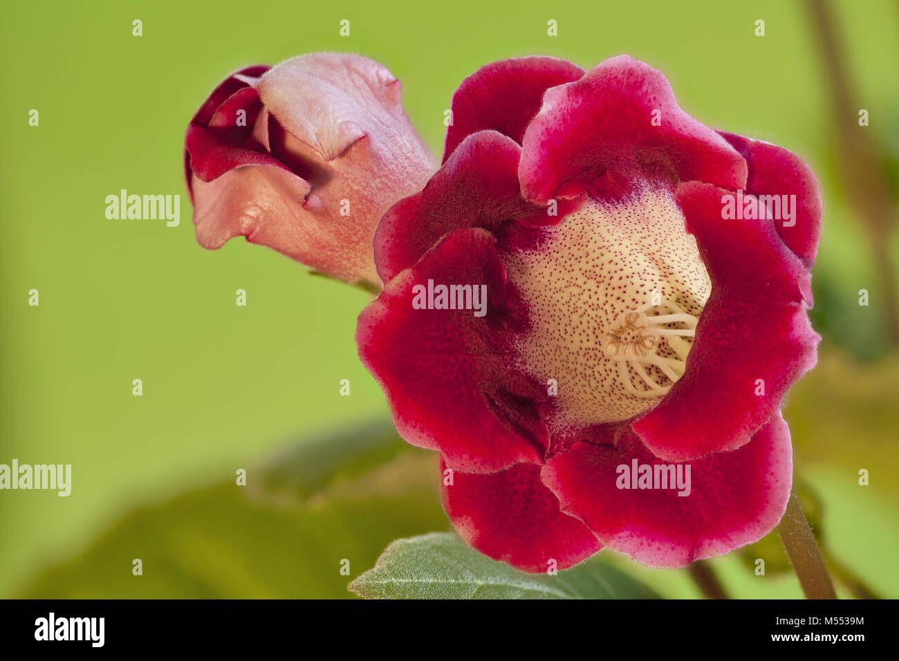 Handbell hi-res stock photography and images - Alamy
