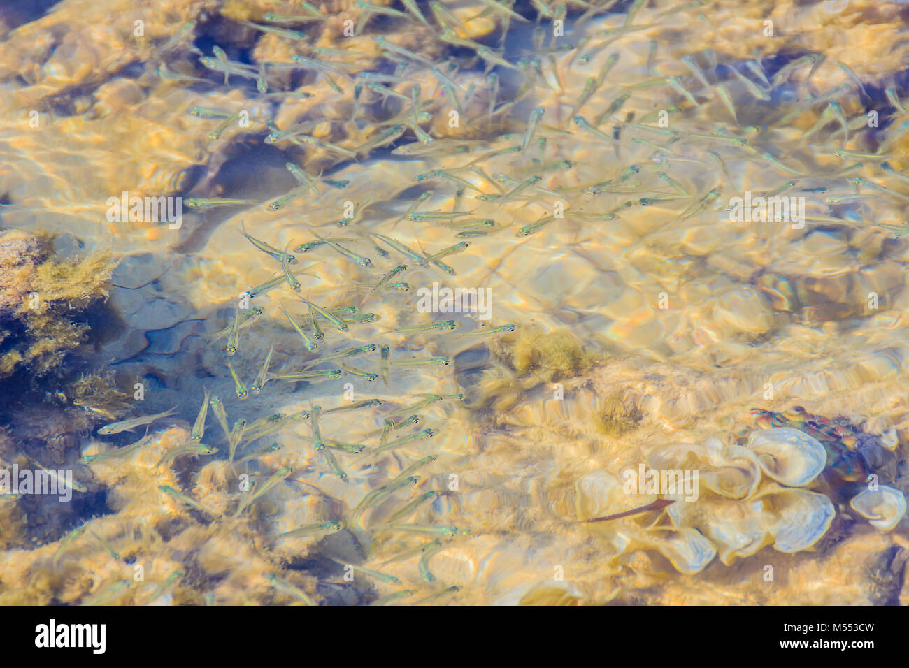 Beautiful Small Anchovy, or Stolephorus fishes in shallow sea water in ...