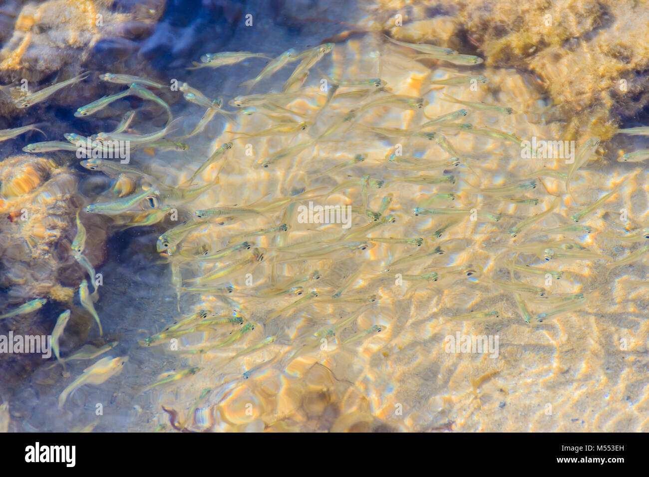 Beautiful Small Anchovy, or Stolephorus fishes in shallow sea water in ...