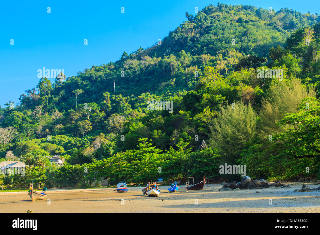 Beautiful nature of pine trees and forest on the beach with the sea ...