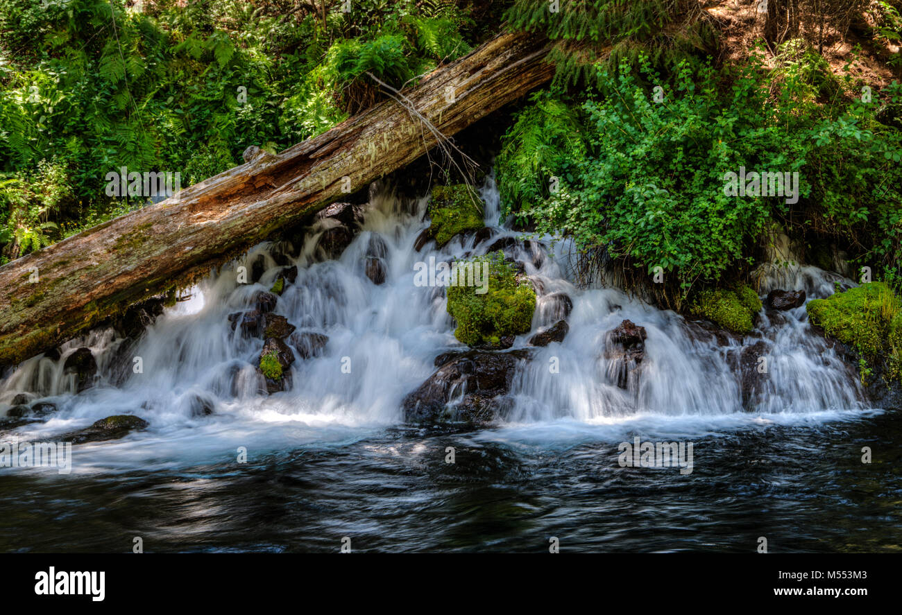 Cold springs pour into the Metolius River near Wizard Falls Stock Photo ...
