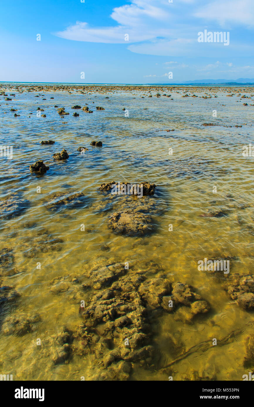 Padina australis Hauck or Padina pavonica brown algae in the shallow ...