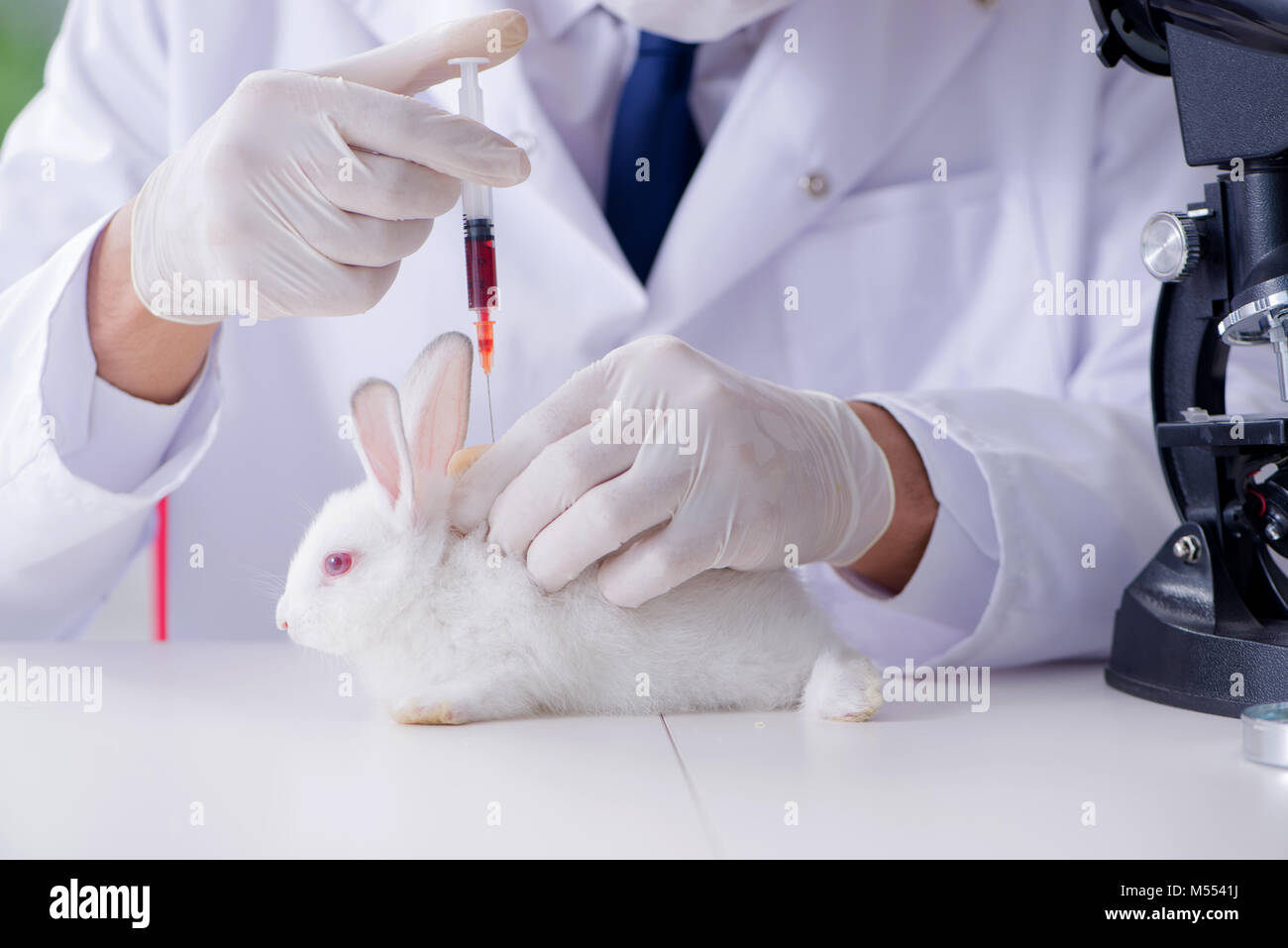 Vet doctor examining rabbit in pet hospital Stock Photo - Alamy