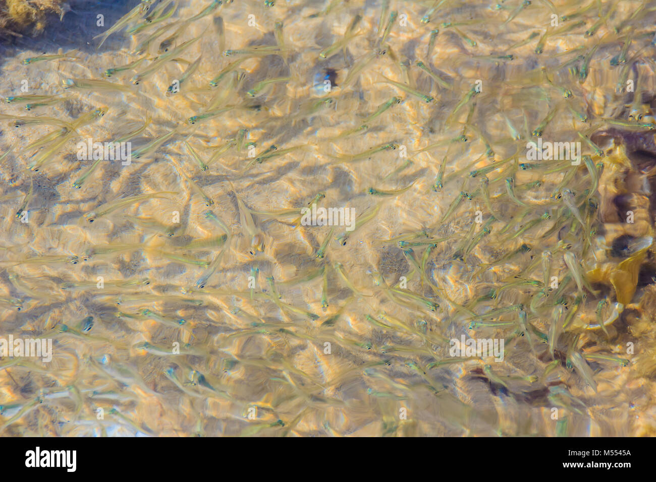 Beautiful Small Anchovy, or Stolephorus fishes in shallow sea water in ...