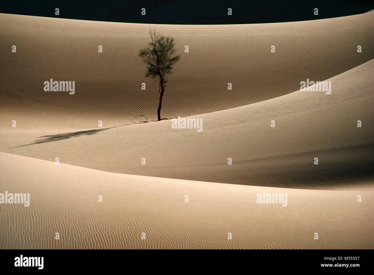 Algeria. Near Tamanrasset. Sahara desert. Lonely tree between sand ...