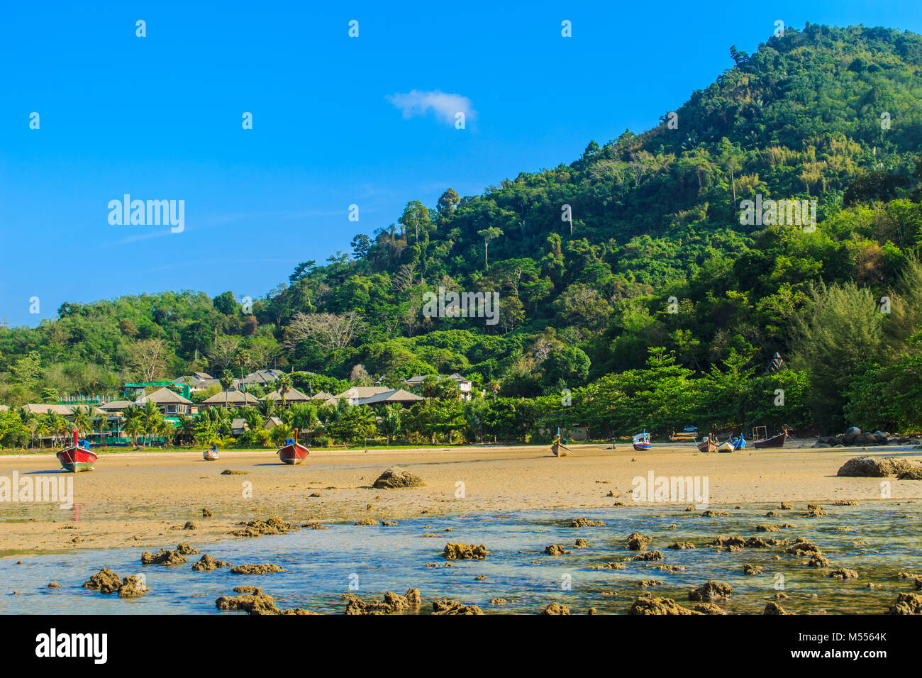 Beautiful nature of pine trees and forest on the beach with the sea ...