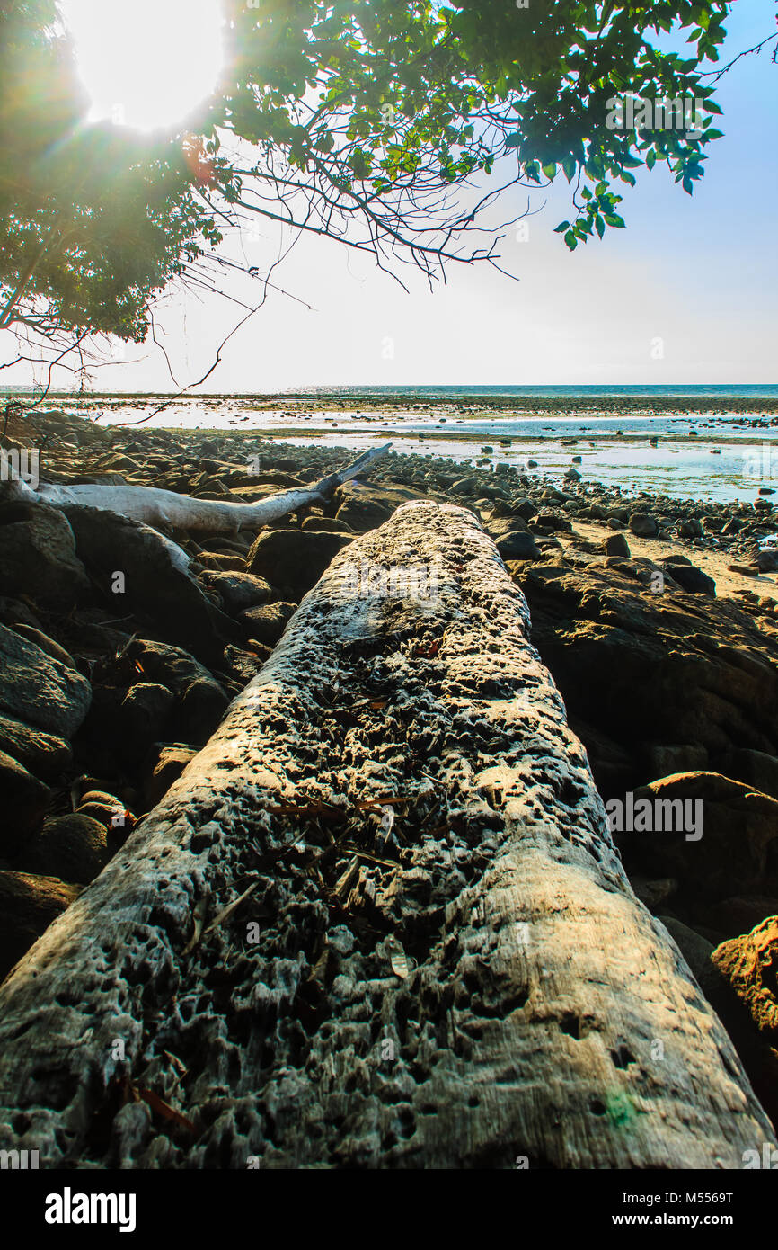 Log timber in the tree shade at the seashore with sunshine background ...