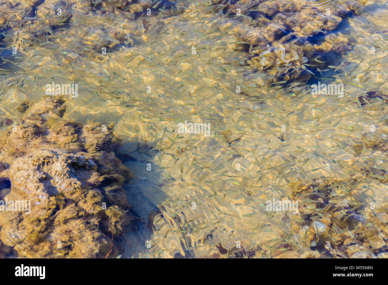 Beautiful Small Anchovy, or Stolephorus fishes in shallow sea water in ...