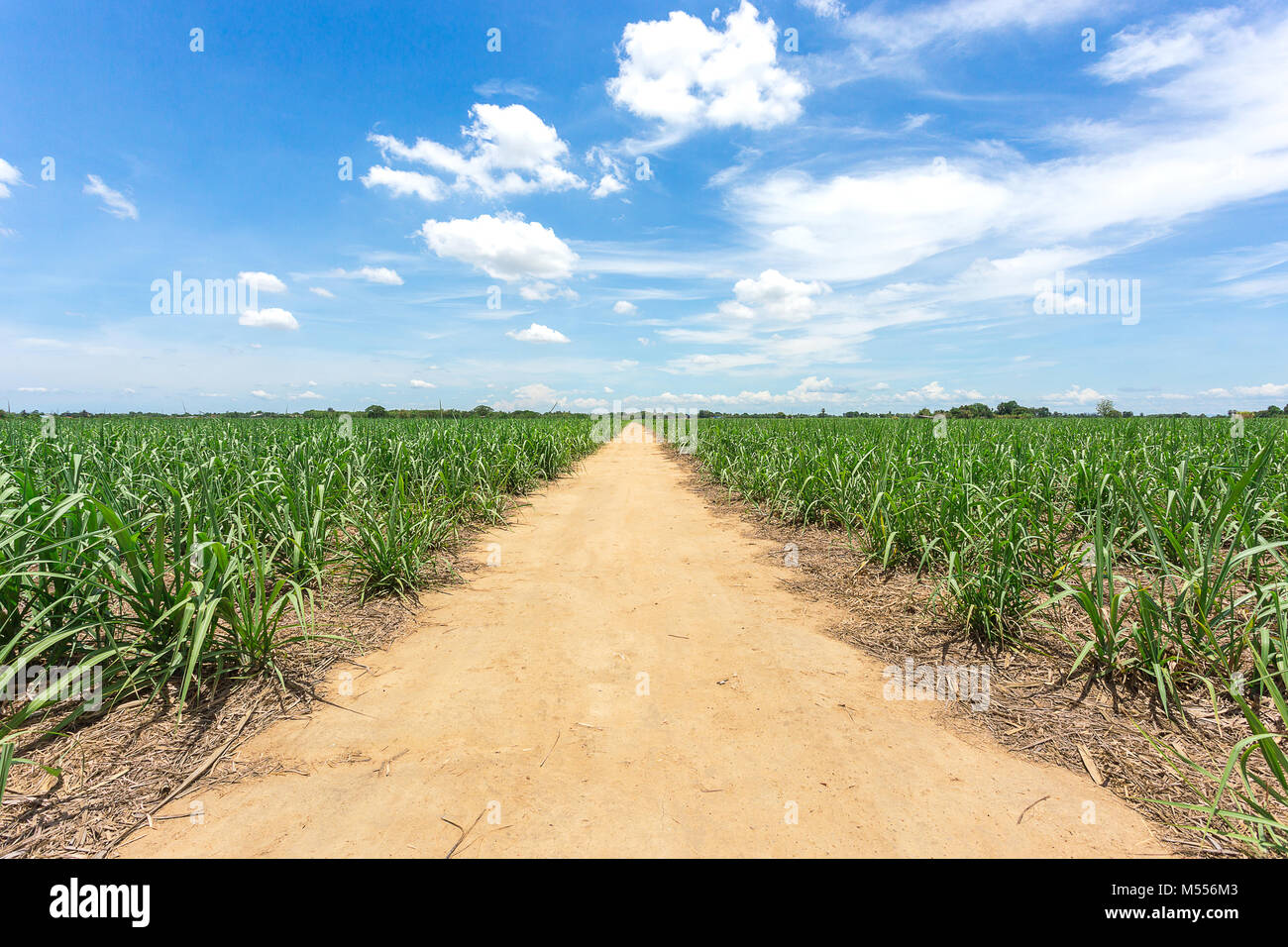 Sugarcane farm hi-res stock photography and images - Alamy