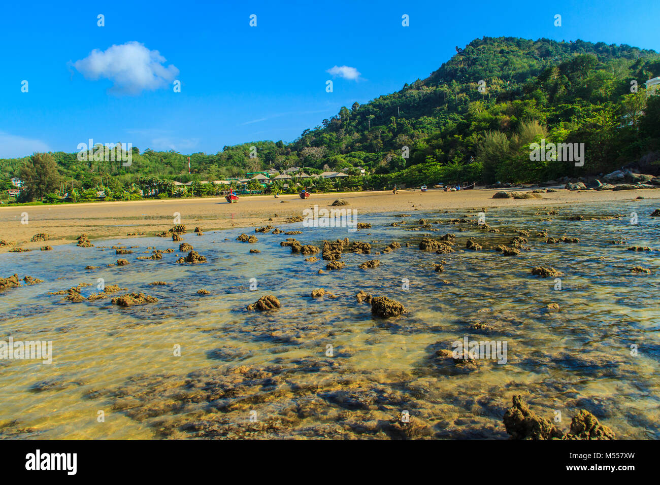 Padina pavonica hi-res stock photography and images - Alamy