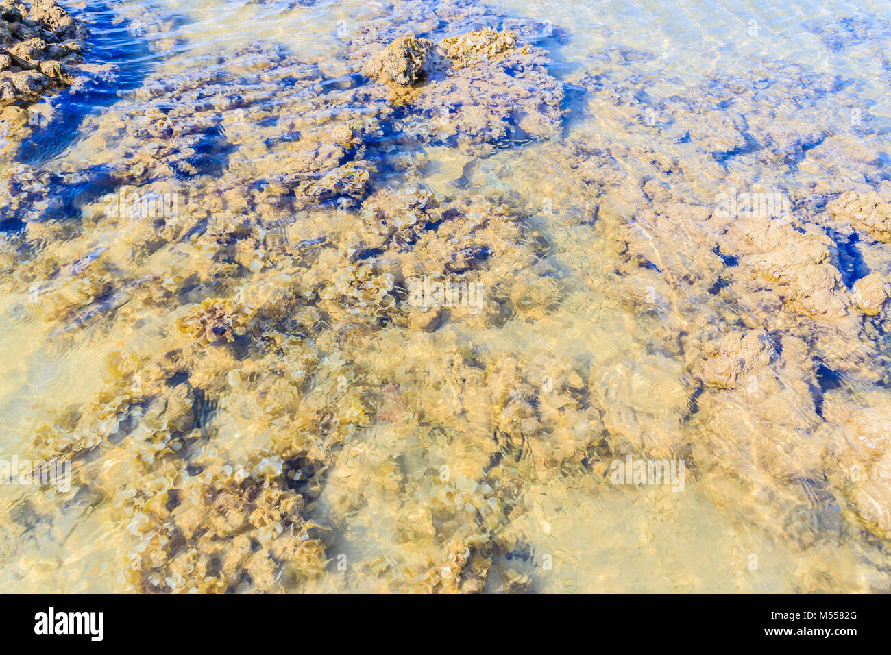 Beautiful Small Anchovy, or Stolephorus fishes in shallow sea water in ...