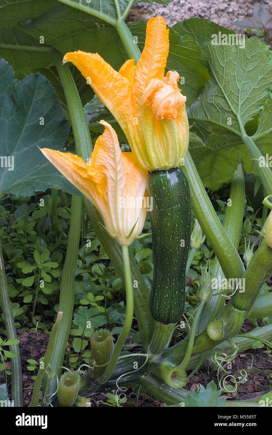 Italian marrow squash hi-res stock photography and images - Alamy