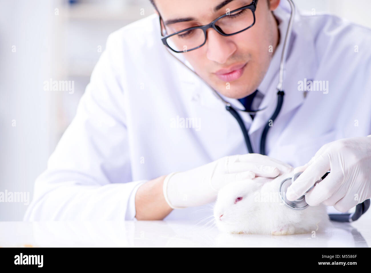 The vet doctor examining rabbit in pet hospital Stock Photo - Alamy