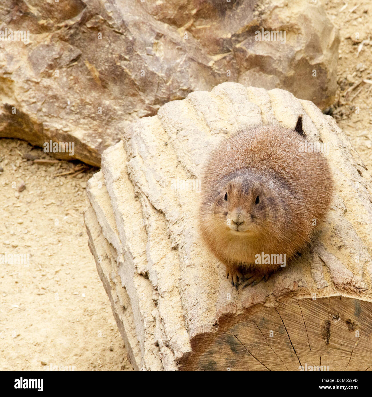 portrait of marmot in a zoo Stock Photo - Alamy