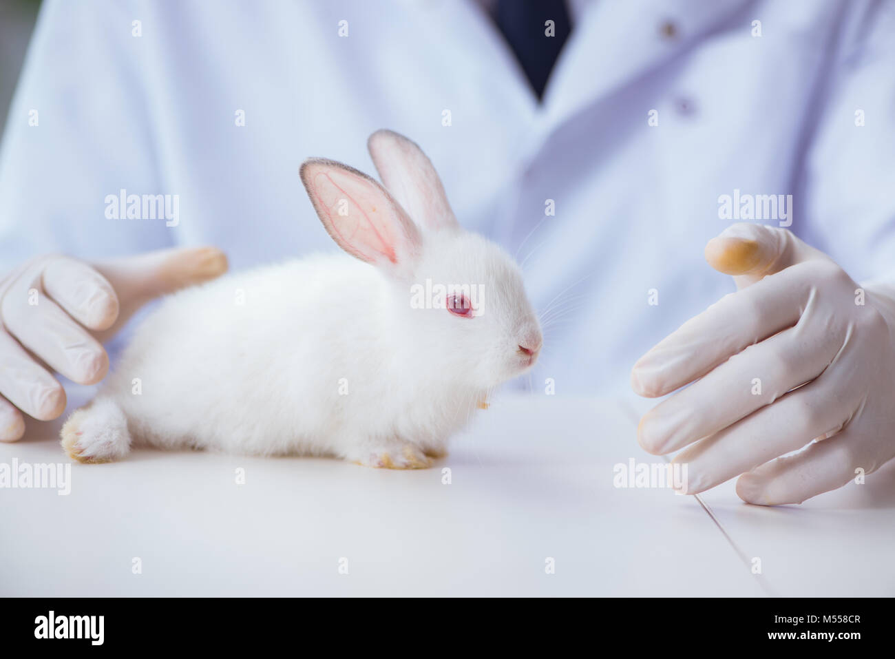 The vet doctor examining rabbit in pet hospital Stock Photo - Alamy