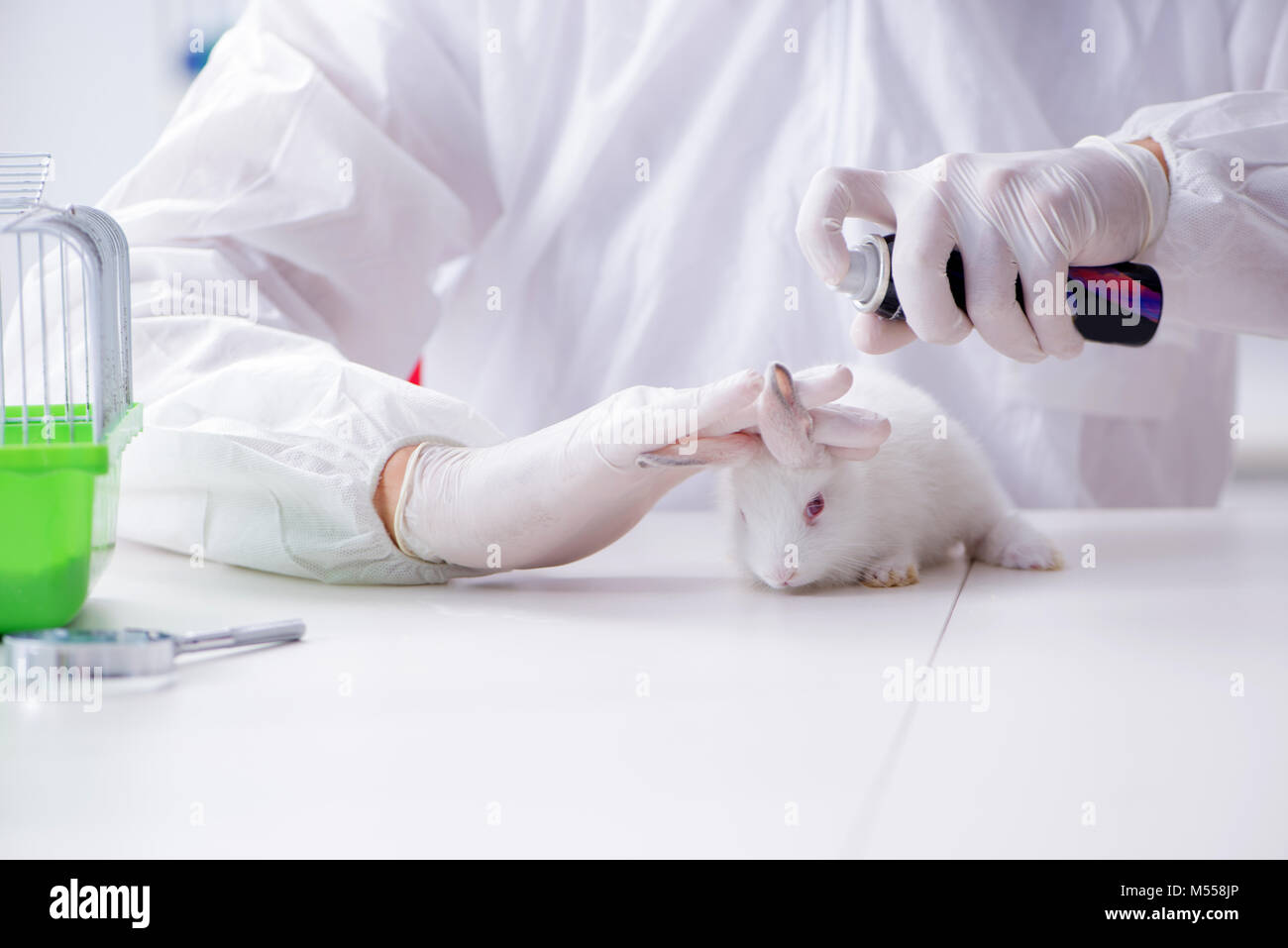 The scientist doing animal experiment in lab with rabbit Stock Photo ...