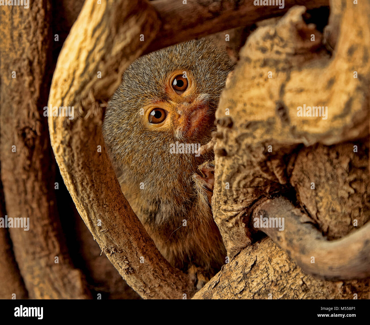 Pygmy marmosets hi-res stock photography and images - Alamy