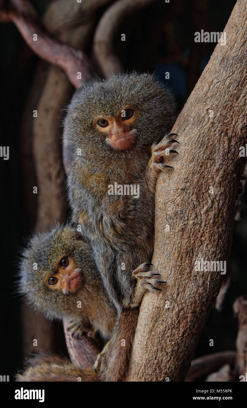 Pygmy marmosets hi-res stock photography and images - Alamy