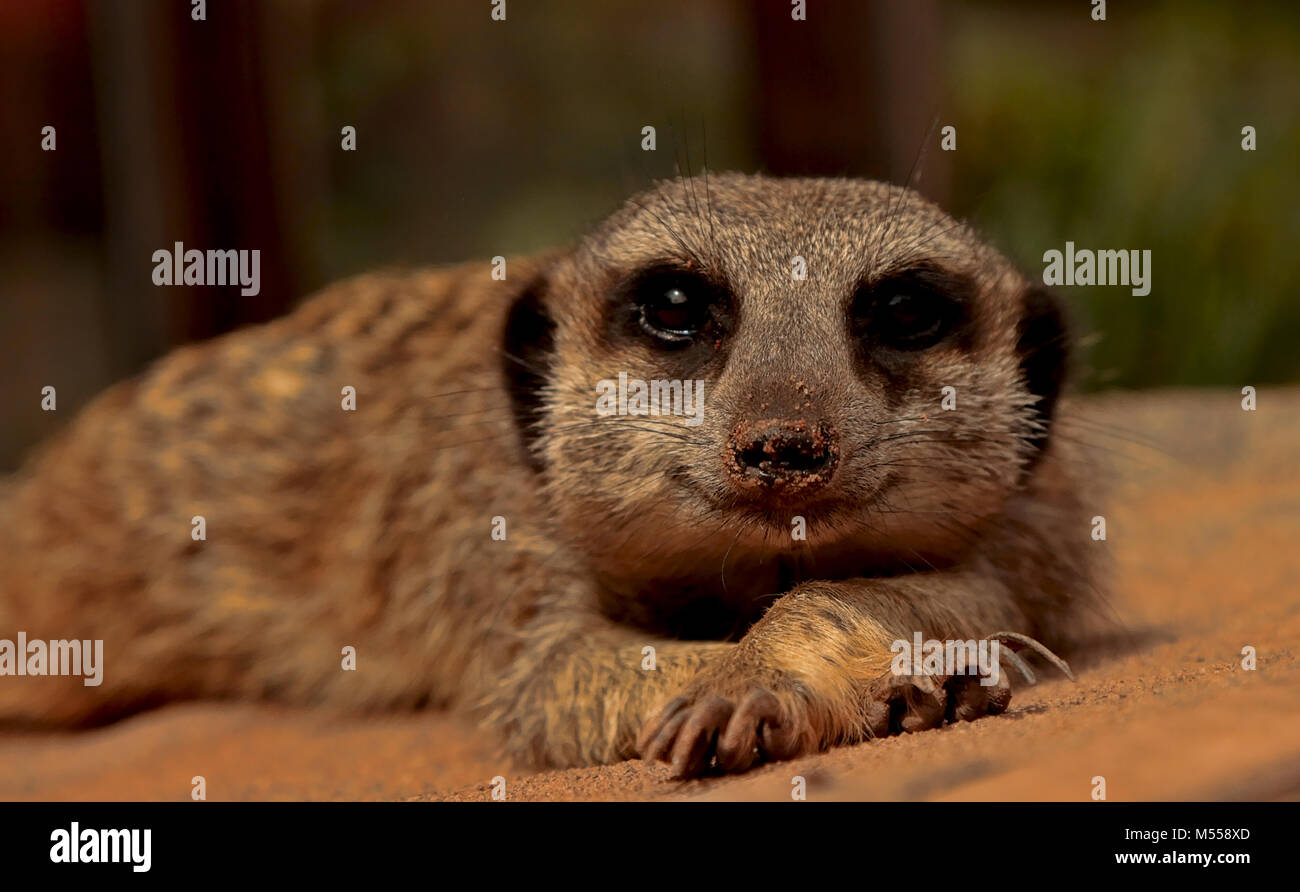 Meerkat happy hi-res stock photography and images - Alamy